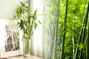 Unde se ține bambusul în casă. Tot ce trebuie să știi despre planta ...