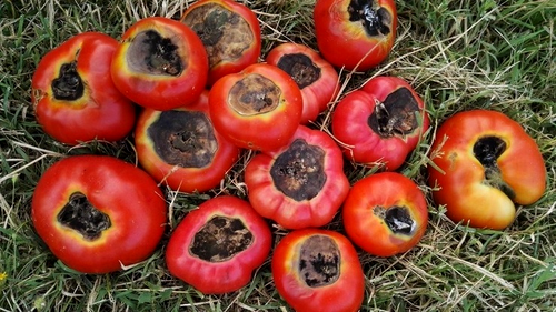 De ce apare carența de calciu la roșii și ardei. Ce trebuie să faci de ...