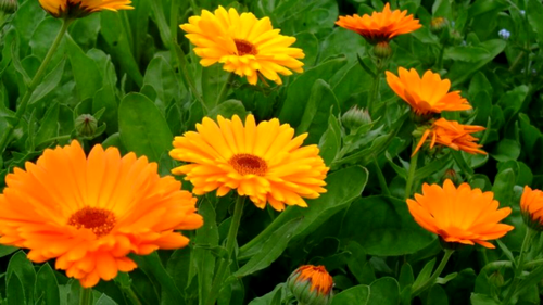 Ce semnificație au gălbenelele. De ce sunt speciale, 3 moduri ...