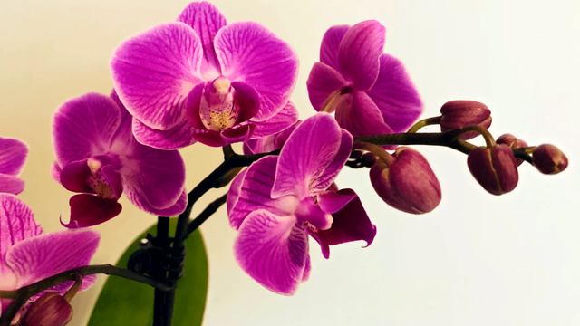 Ce pământ se pune la orhidee. Unde e bine să o așezi în casă, de fapt ...
