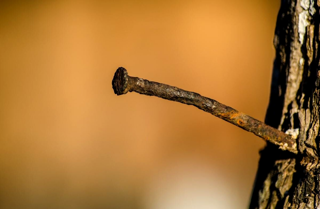 De ce să bați cuie ruginite în pomii fructiferi din curte. Secretul de ...