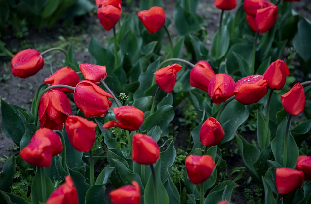 Cum pregătești lalelele, înainte de a le pune în vază. 7 trucuri care ...
