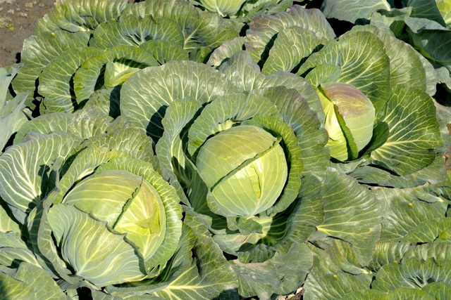 Când se seamănă varza de toamnă. Secretul grădinarilor pentru o recoltă ...