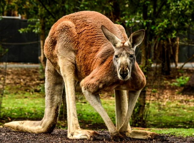 Singurul animal din lume care nu poate merge cu spatele. Sigur nu știai ...