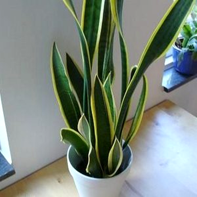 La cât timp se udă plantele de apartament toamna. Secretul experților ...