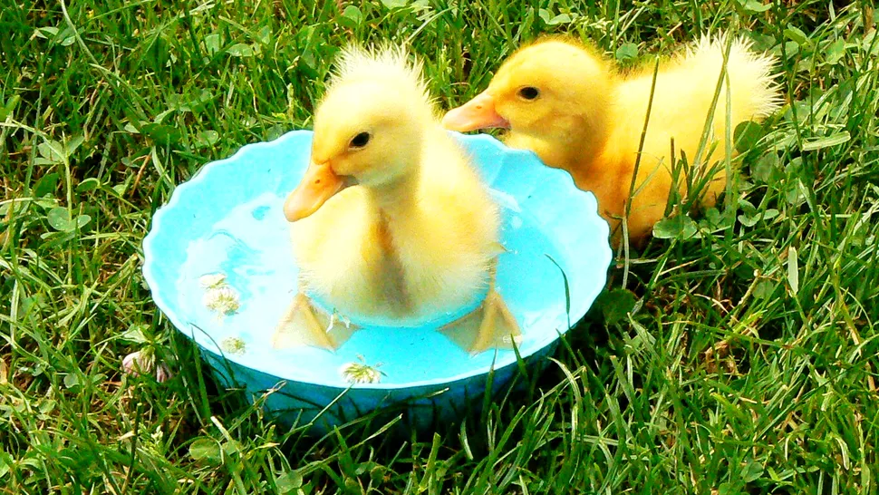 De unde provine expresia „toamna se numără bobocii”. Semnificația uneia ...