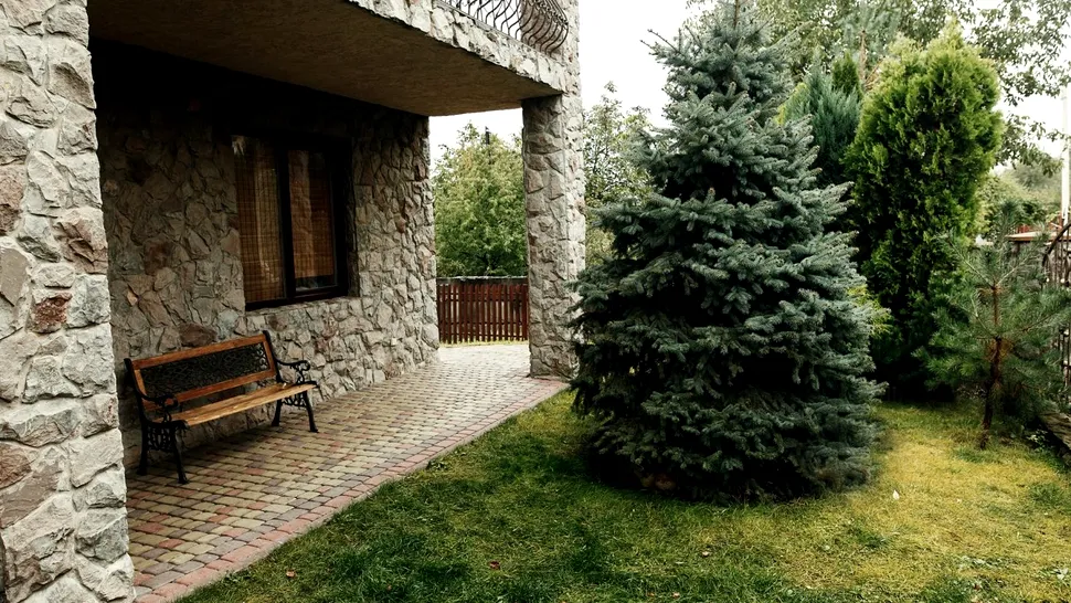 De ce să nu plantezi niciodată brad în curte. Multe lume nu știe asta ...