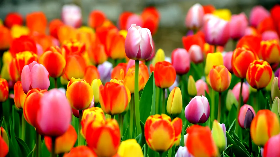Ce simbolizează, de fapt, lalelele. Mesajul profund pe care îl au. Iată ...