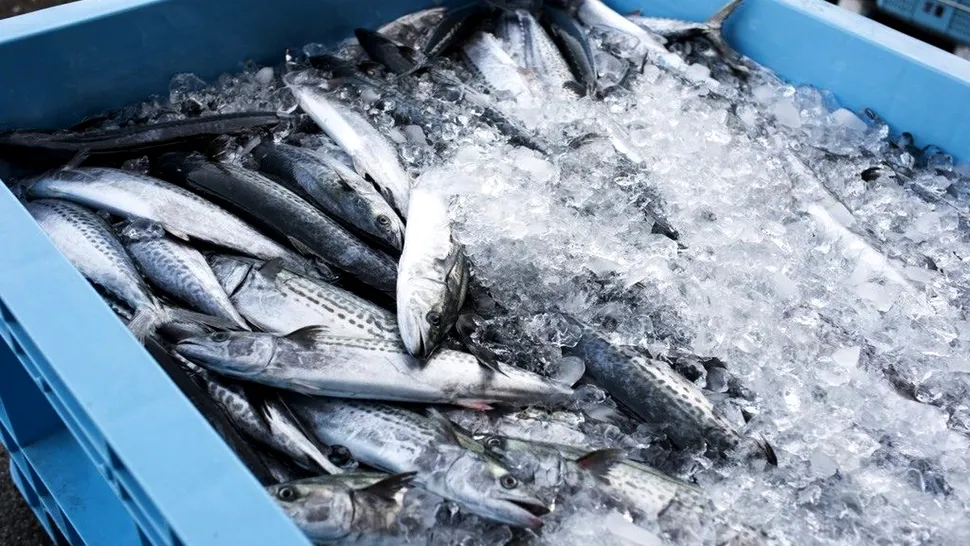 Așa îți dai seama imediat dacă peștele congelat nu este proaspăt ...