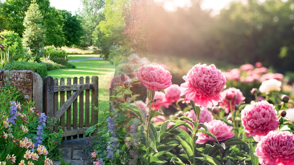 Plante de grădină care înfloresc toată vara. Sunt superbe, te vei ...