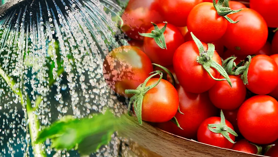 Cu ce e bine să stropești roșiile în luna iunie. Trucul special pentru ...