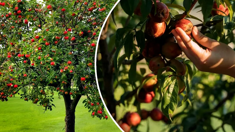 Pomii fructiferi pe care să-i plantezi în grădină. Sunt cei mai ...