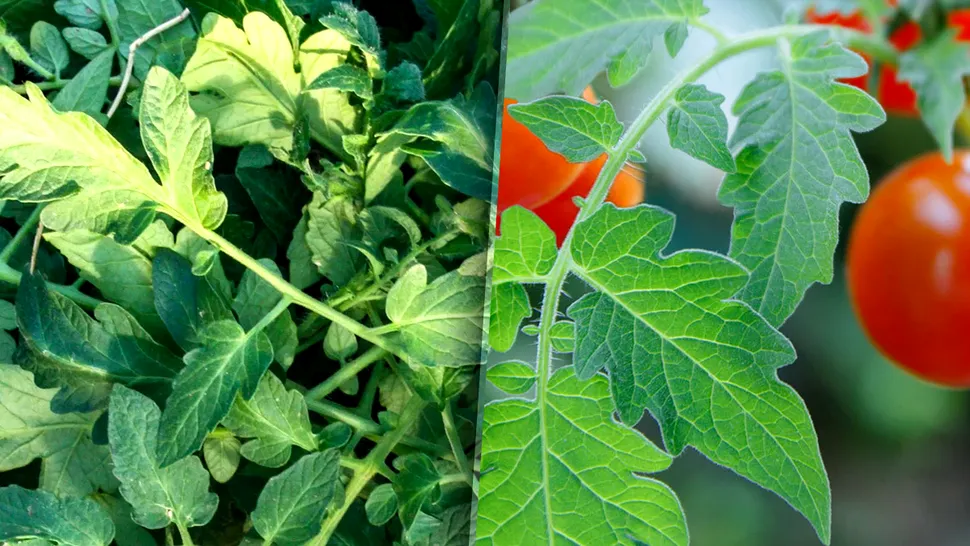 De ce se îngălbenesc frunzele la roșii, de fapt. Tratamentul care le ...