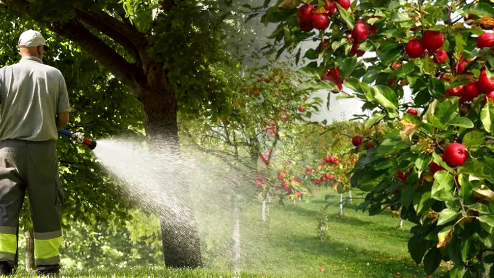 Stropește merii și perii din livadă cu aceste ingrediente. Singura ...