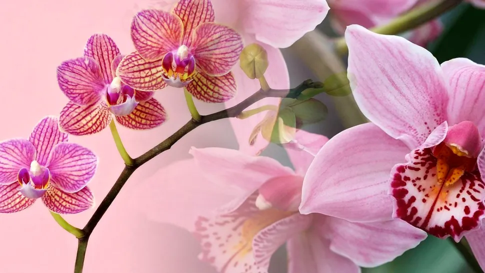 Asta trebuie să faci dacă orhideea nu vrea să înflorească. Reguli de ...