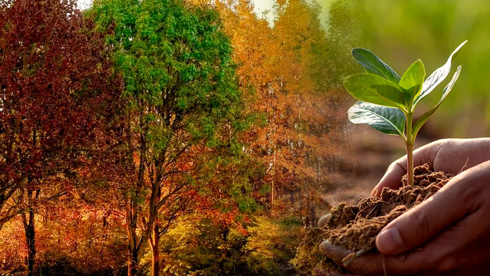 Ce copaci să nu plantezi în curte. Pot fi un adevărat pericol - Ego.ro