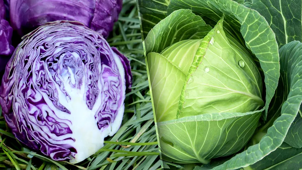 Ce diferențe sunt între varza albă și varza roșie. Detaliul important ...