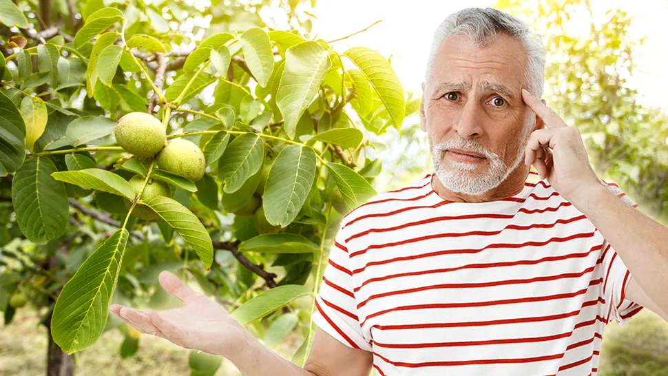 Ce poți să faci cu frunzele de nuc toamna