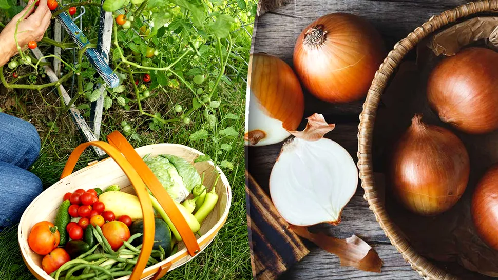 Ce să plantezi după ceapă în grădină. Cele mai compatibile legume ...