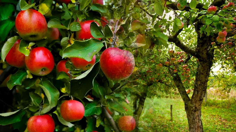 Cum se altoiesc pomii toamna. Fă asta și vei avea parte de fructe ...