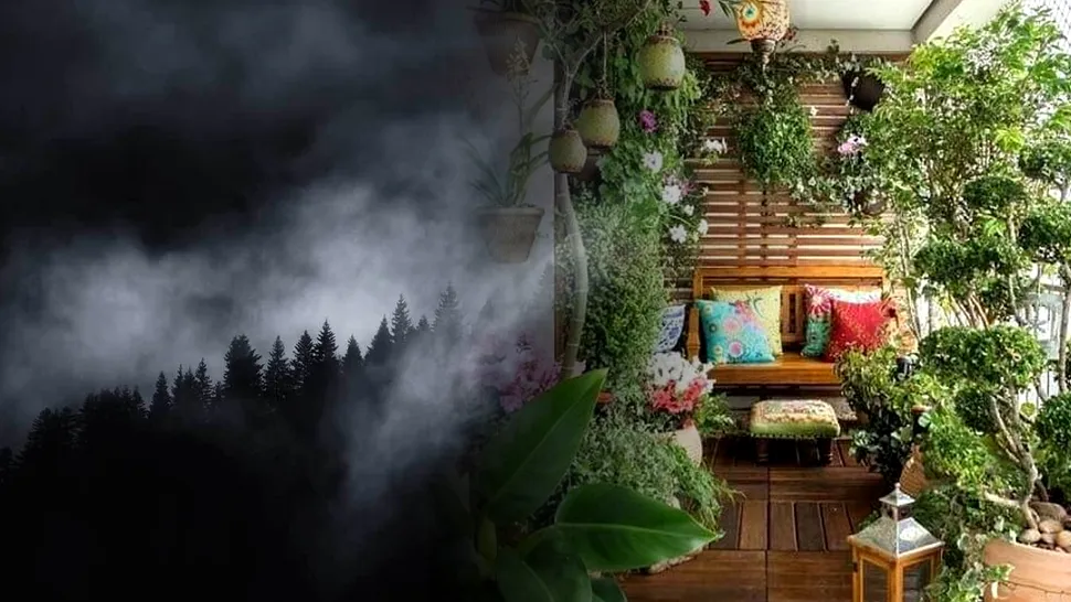 Flori de apartament rezistente la întuneric. 8 plante care aduc ...