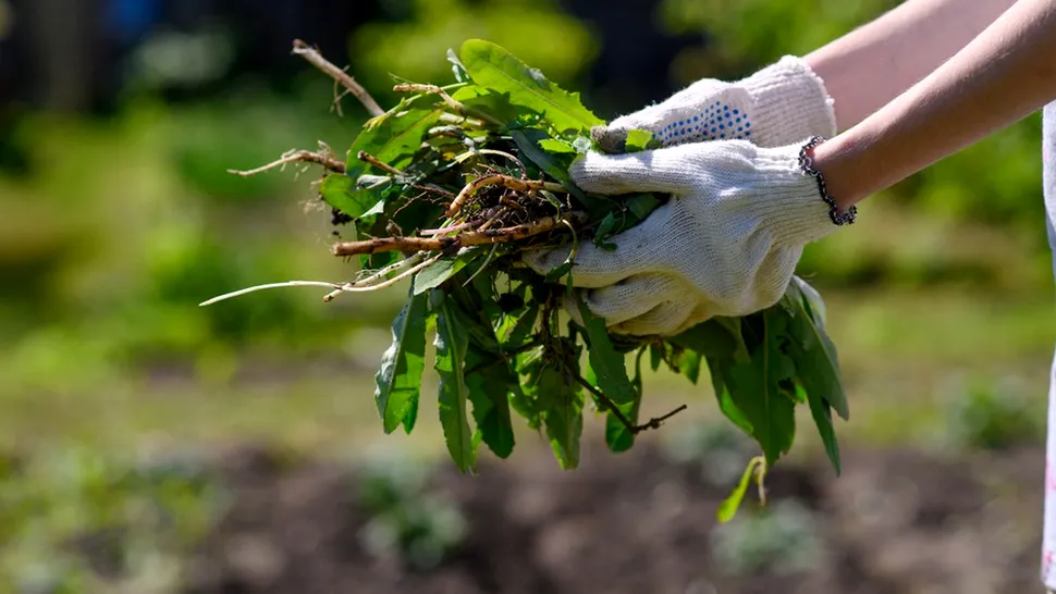 Cum să scapi de buruieni în câteva ore cu doar trei ingrediente din ...