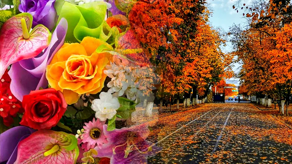 Plante care înfloresc în septembrie. Cele mai frumoase flori de toamnă ...