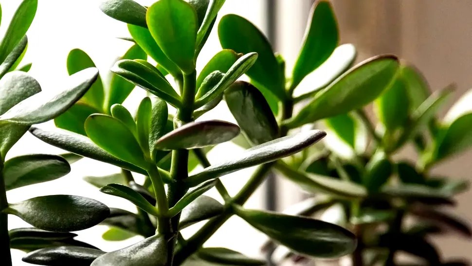 Locul în care trebuie să pui planta banilor în casă pentru a atrage ...